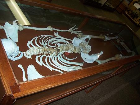 Julius Koch - Le geant Constantin The tallest man Mons