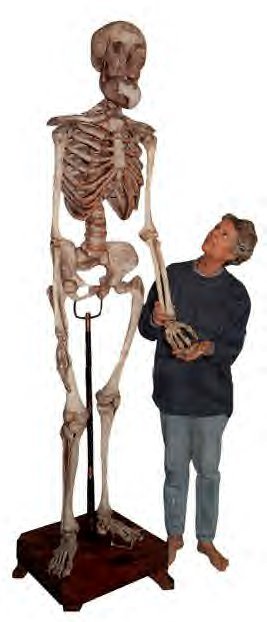 Thomas Hasler - The tallest man